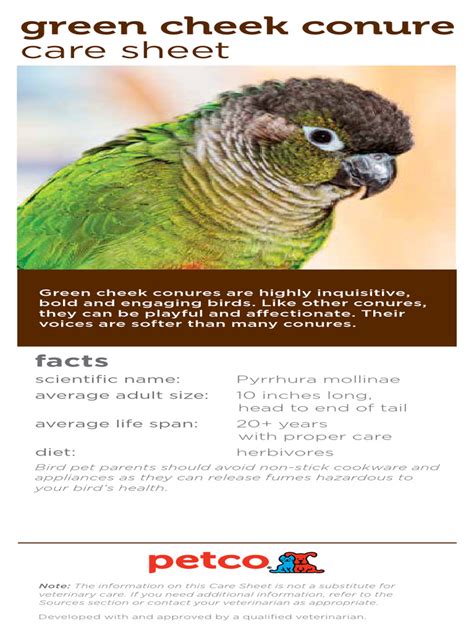 Green Cheek Conure Care Guide Pdf Birds