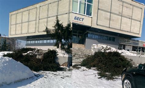В Омске неизвестные незаконно вырубили ели на Космическом проспекте