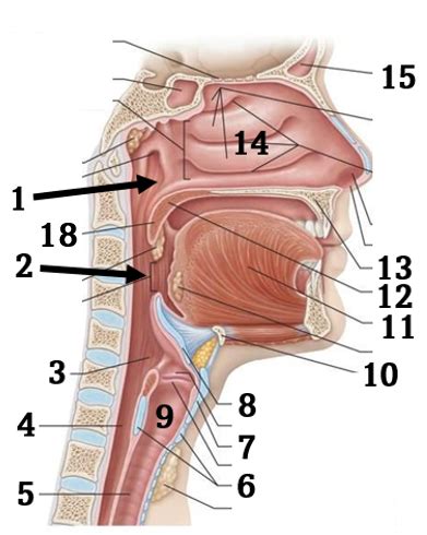 Respiratory System Anatomy A P 2 Lab Practical Final Flashcards Quizlet