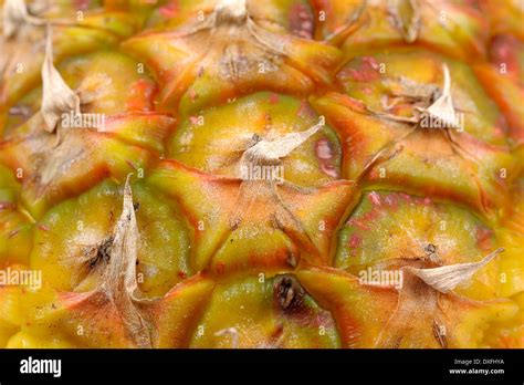 Close Up Pineapple Skin Hi Res Stock Photography And Images Alamy