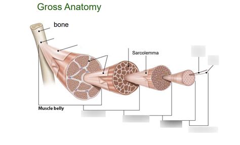 Diagram Of Skeletal Muscle Gross Anatomy Quizlet