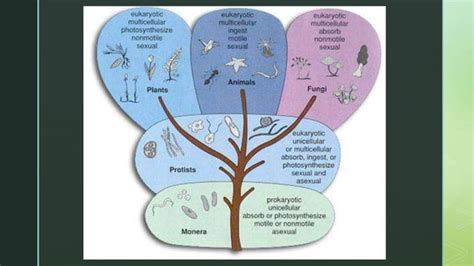 Unit A Biologicaldiversitynotes Diversity Classification Ppt
