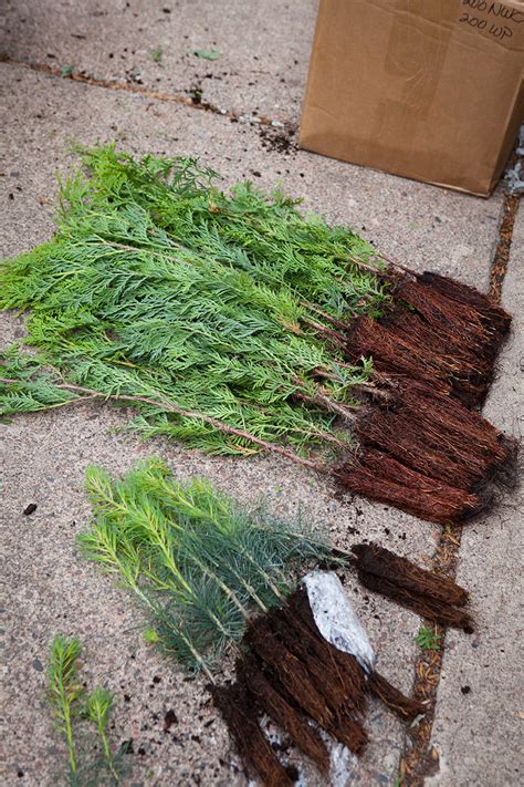 Th Annual Tree Planting Creek Cleanup Loll Designs