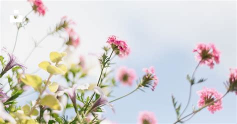 배경에 푸른 하늘이 있는 분홍색과 흰색 꽃 무리 사진 Unsplash의 무료 꽃 이미지