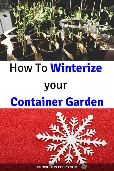 Overwintering Pepper Plants In Pots Container Gardening Pepper Plants Container Gardening
