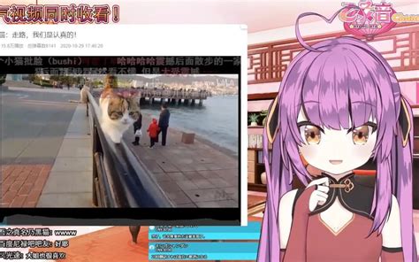 龙女看猫猫走t台 太优雅了 绯吧official 绯吧official 哔哩哔哩视频