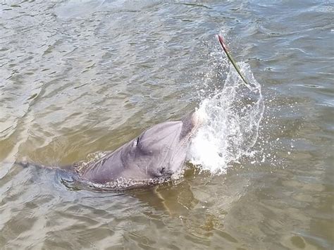 Good Time Charters Fort Myers Beach All You Need To Know Before You Go