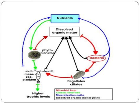 microbial loop