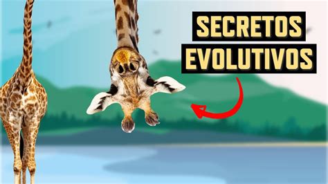 Entendiendo La TeorÍa De Lamarck Resumen 🦒 Youtube