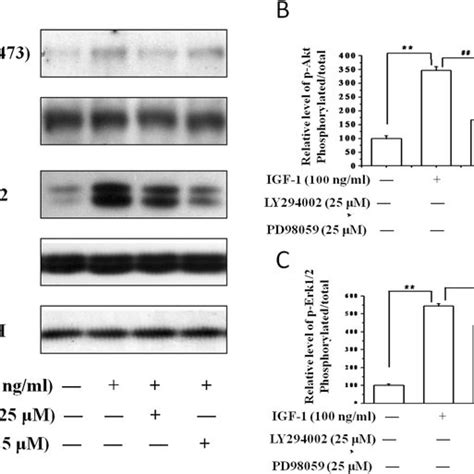 Effect Of Specific Inhibitors On Igf 1 Signaling Pathways In Hrpe