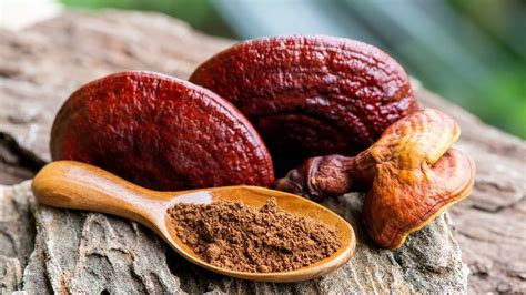 Reishi Mushroom May Boost Your Sex Drive Know What A Doctor Says