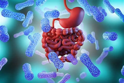 The Power Of A Thriving Gut Microbiome In 2025 Satynmag The Ultimate