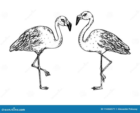 Flamingo Bird Engraving Vector Illustration Stock Vector Illustration