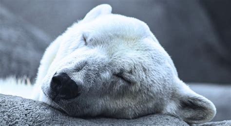 Por qué los osos polares corren riesgo de morir de hambre Latina