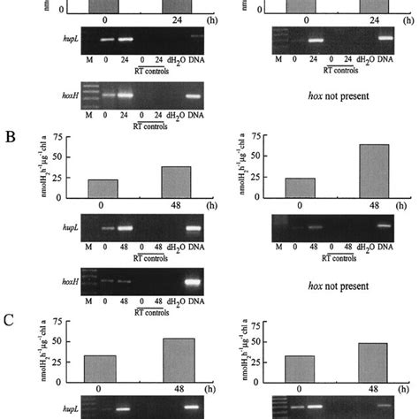 Cells Of N Muscorum And Nostoc Sp Strain Pcc 73102 Shifted From