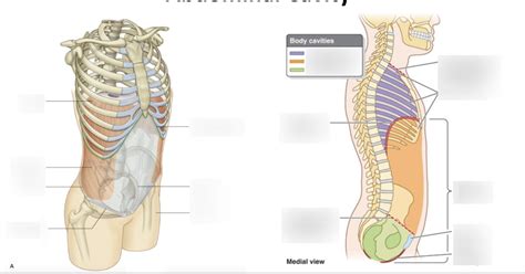 Block 2 Abdominal Cavity Diagram Quizlet
