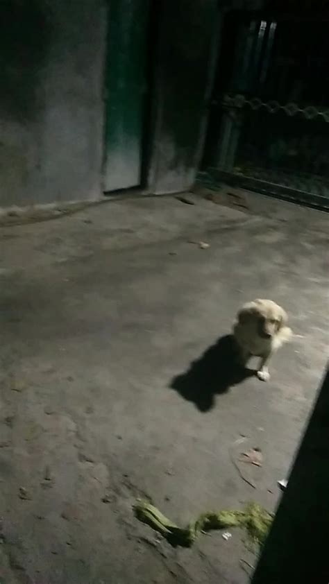 ကာတွန်းမိမန်းလေး တောင်ငူ Home