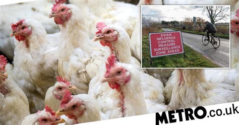 Bird Flu Jumps To Human In South West After Person Tests Positive For