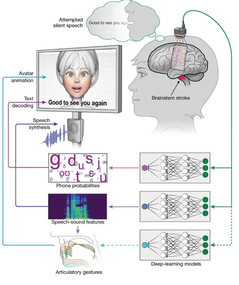 Restoring Naturalistic Speech Communication Using Multimodal Speech Neuroprosthetics Ieee Brain