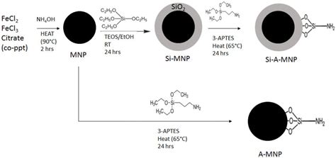 Produce For The Synthesis And Functionalization Of Mnps Download Scientific Diagram