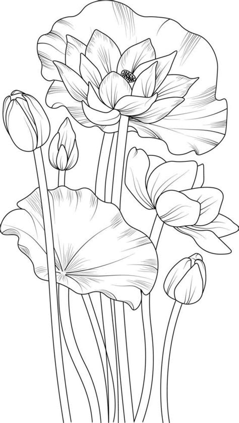 Lotus Flower Drawing A Branch Of The Botanical Spring Collection Ink