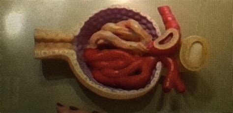 Glomerulus Model Diagram Quizlet