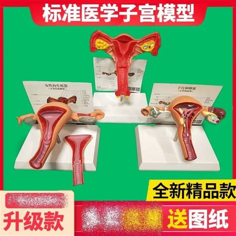 AEA089 人體子宮模型教具模具陰道卵巢解剖病理醫學女性仿真女性生殖模器 Yahoo奇摩拍賣