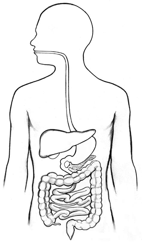 Human Digestive System Drawing At Getdrawings Free Download