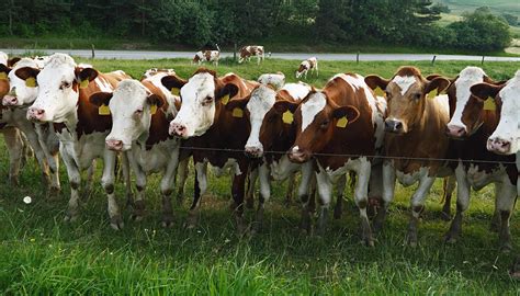Mad Cow Disease In Humans Causes Symptoms Diagnosis And 43 Off