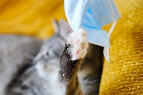 고양이는 아픈 환자의 발 의료 마스크를 보유하고 가정 생활에 대한 스톡 사진 및 기타 이미지 가정 생활 가축 감기와 독감