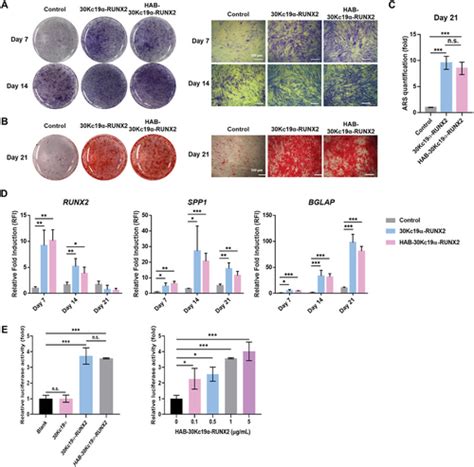 BoneTargeted Delivery Of CellPenetratingRUNX2 Fusion Protein In