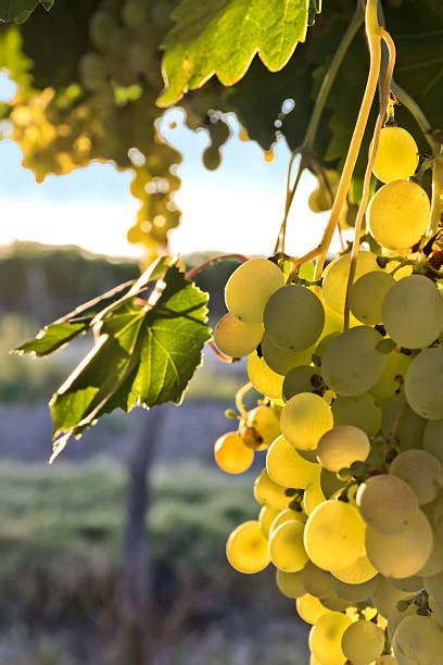 290 Torrontes Fotografías De Stock Fotos E Imágenes Libres De Derechos Istock