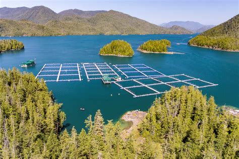 Bc Fish Farm Approvals Clayoquot Action Calls Out Feds Pique