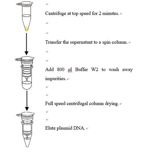 Rapid Plasmid Dna Mini Kit Forest Specialiezed In The Molecular