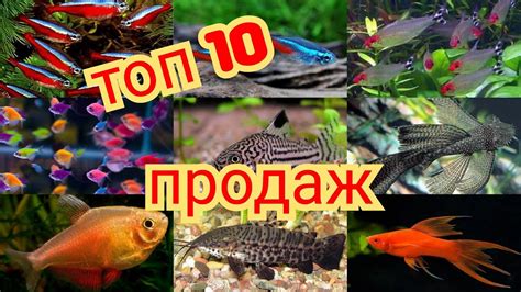 Топ рейтинг продаж аквариумных рыбок Youtube