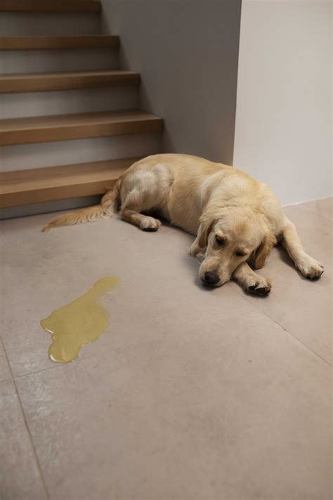 Tipos De Heces En Perros Guía Para La Salud Canina