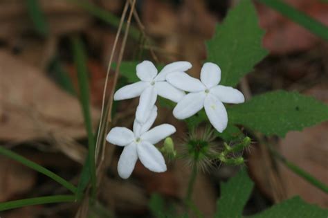 Native Florida Wildflowers Tread Softly Cnidoscolus Stimulosus
