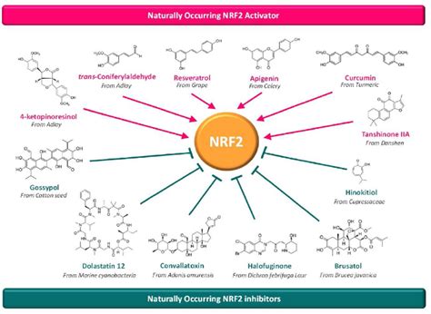 Representative Naturally Occurring Nrf2 Activators And Inhibitors