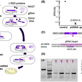 Principle Of Mad7‐mediated Genome Editing A Necessary Components For
