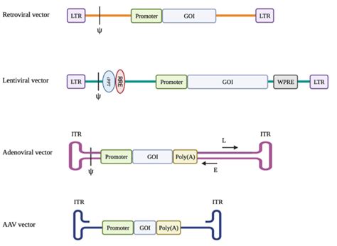 Schematic Representation Of The Vector Genomes Ltr Long Terminal
