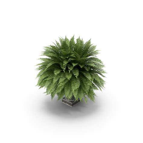 Fern Png Images And Psds For Download Pixelsquid S112889966