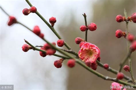 詩與文出上聯只為梅花開醉眼求下聯 每日頭條