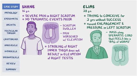 Video Testicular And Scrotal Conditions Pathology Review