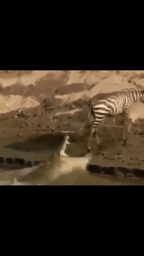 Young Zebra Excapes🌳🦓🐊🌊🐊giant Jaws Of Nile Crocodile🪨🦓🌊🐊💫