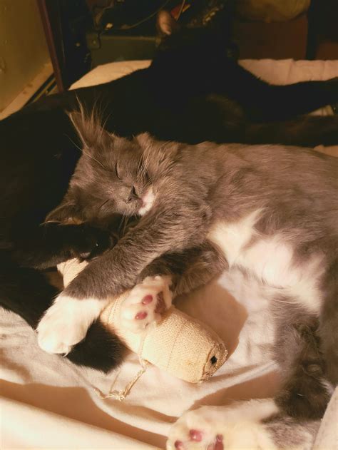 Her Daddy Broke His Leg So He Gets Extra Cuddles 💕 Raww