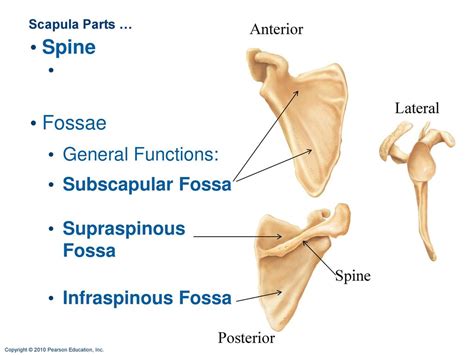 Supraspinous Fossa