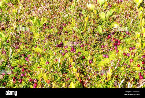 Wild Cranberries Growing In The Moss Autumn Harvesting Of Wild Berries Cranberry Wild Bog