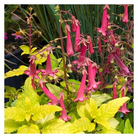 Phygelius X Rectus Sunshine Cape Fuchsia