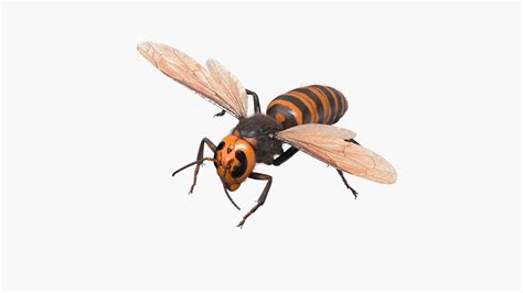 3d Model Giant Asian Hornet Fur Flying Pose Turbosquid 2273676