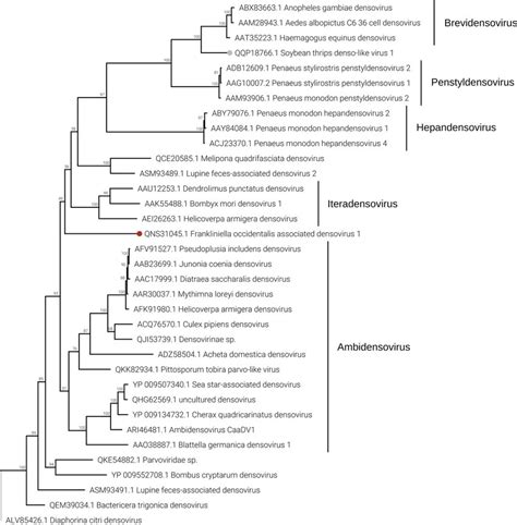 Densovirus Phylogenetic Tree Computed By Iq Tree Stochastic Algorithm Download Scientific